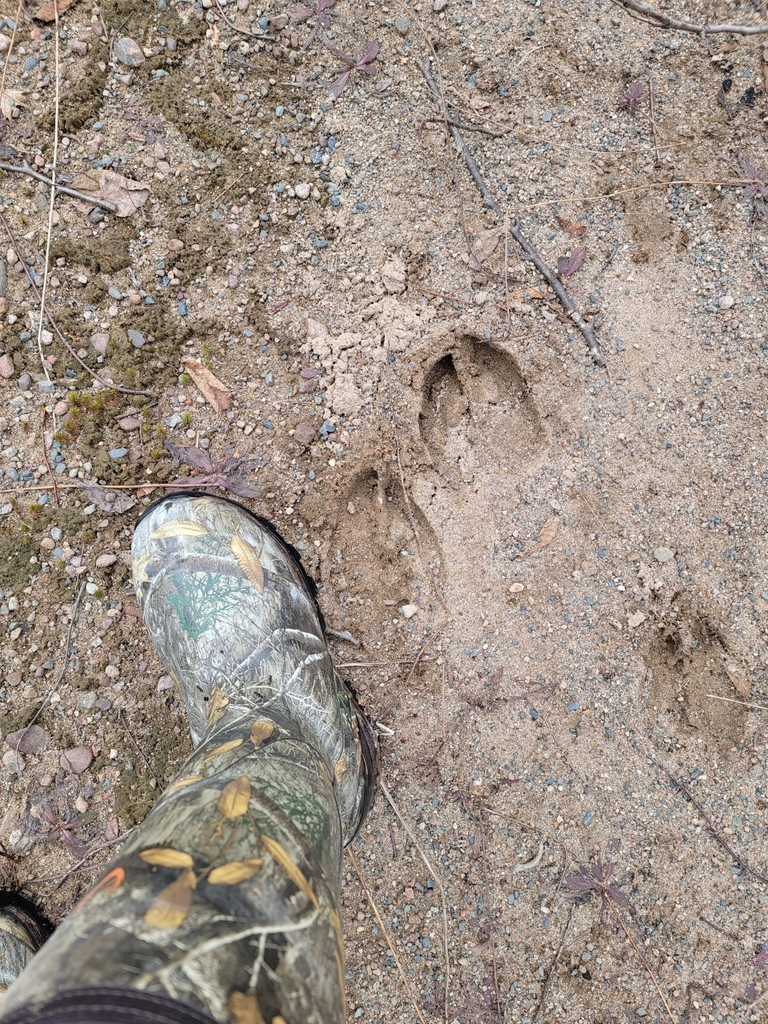 Moose from Algoma, CA-ON, CA on April 27, 2023 at 12:28 PM by Rob ...