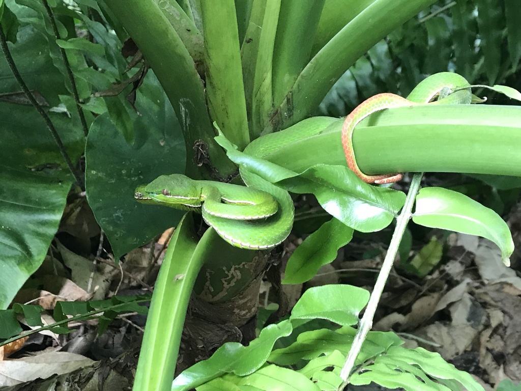 Chinese Green Tree Viper from 美崙山公園, 花蓮縣, TW on April 18, 2021 at 10:08 ...