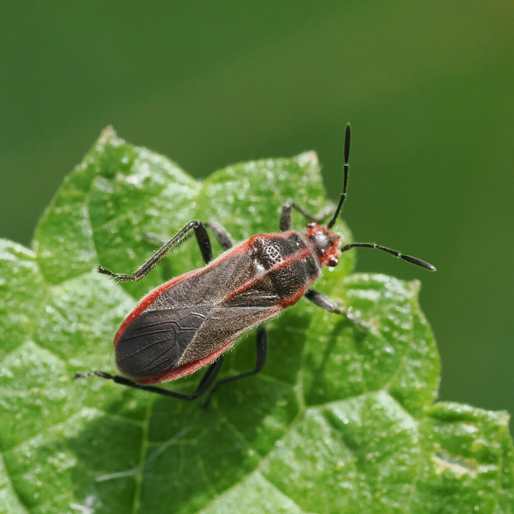 Arocatus sericans species-group from Tsukahara Shinden, Mishima ...