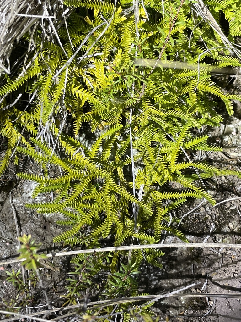 Creeping Clubmoss from Dunedin, NZ-OT, NZ on April 28, 2023 at 05:50 PM ...