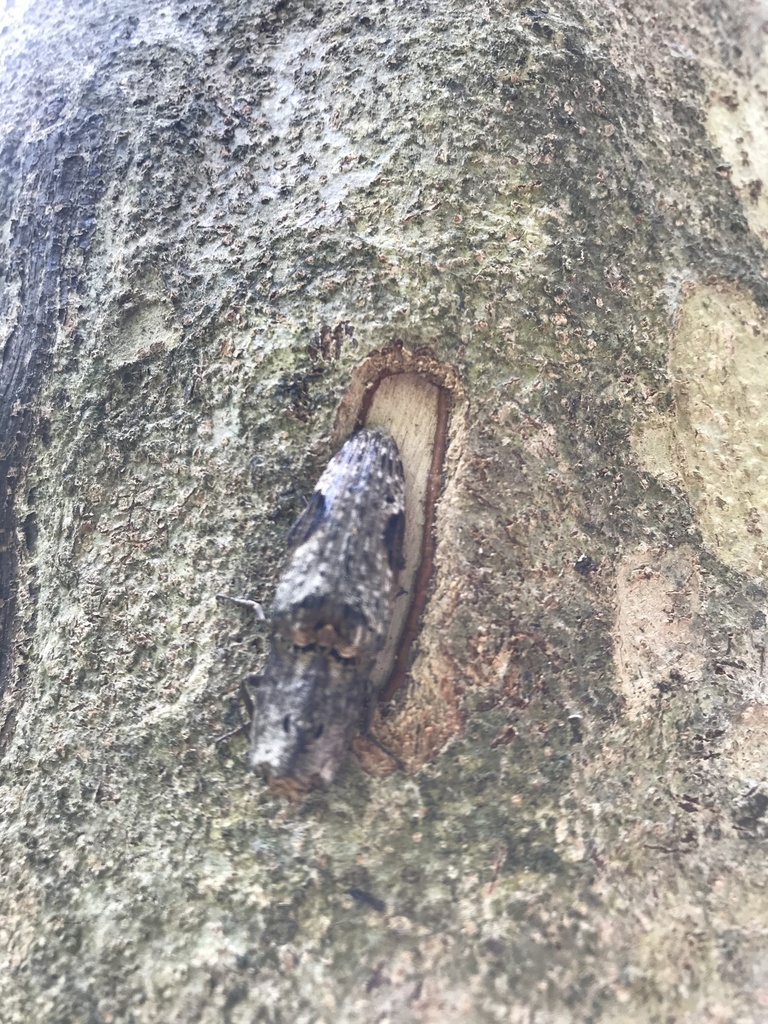 Cryptalaus larvatus from 美崙山公園, 花蓮縣, TW on July 12, 2020 at 09:29 AM by ...