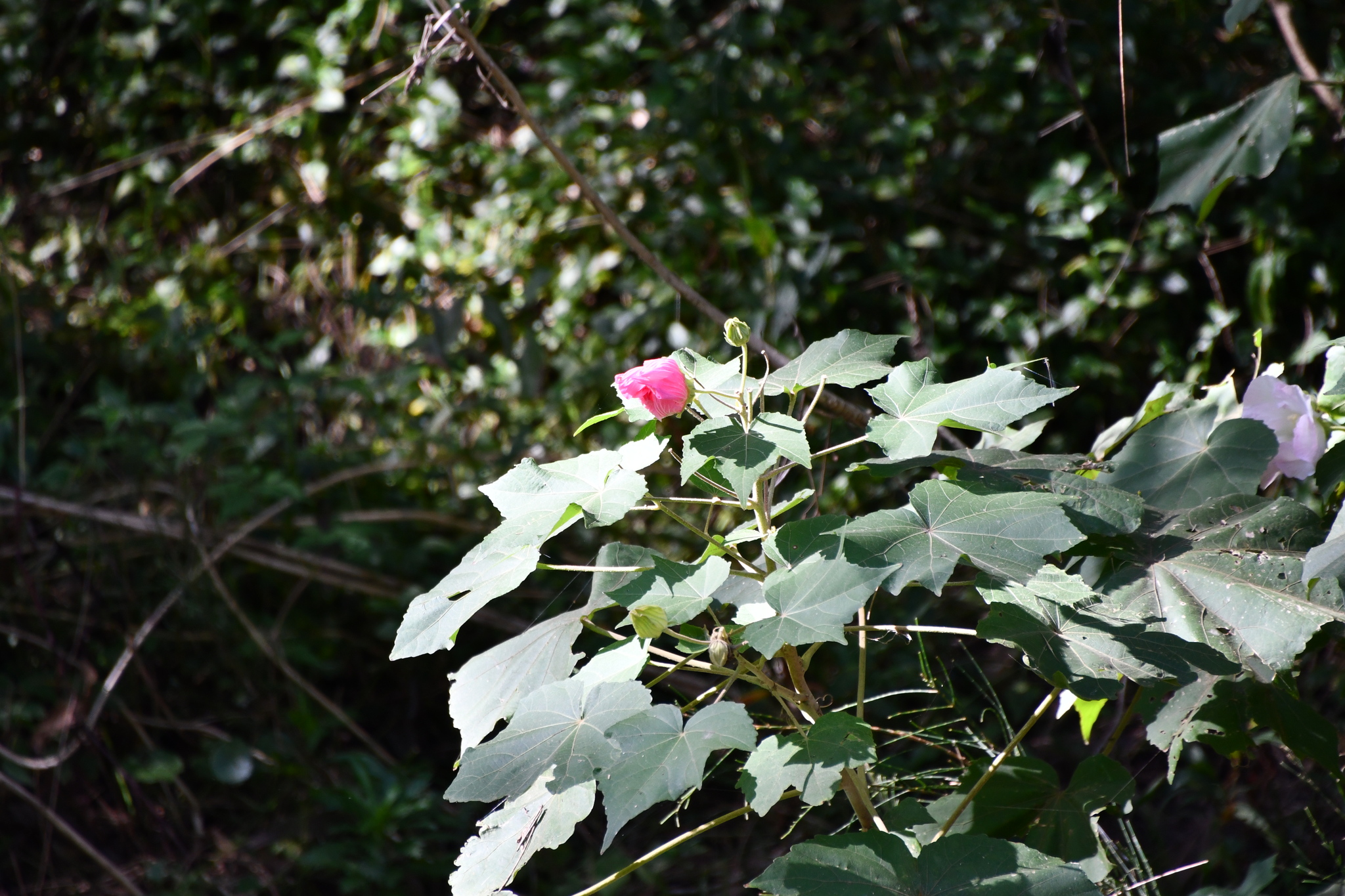 Hibiscus mutabilis L.