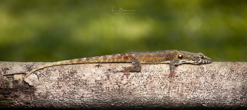 King Dwarf Gecko in April 2023 by Tim Brammer · iNaturalist