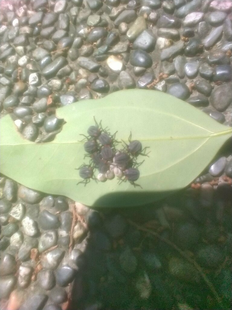 Lychee Stink Bug from 100台灣台北市中正區博愛特區 on April 28, 2023 at 10:17 AM by ...