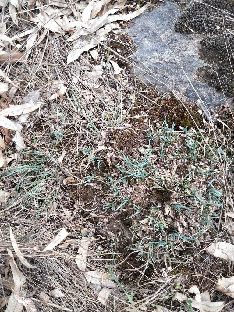 dwarf mat-rush from Mount Crawford SA 5351, Australia on April 28, 2023 ...