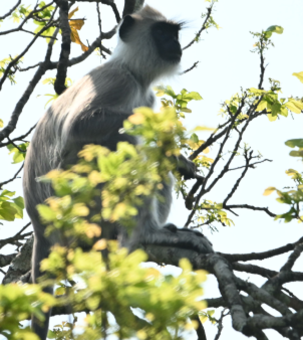 Semnopithecus priam Blyth, 1844