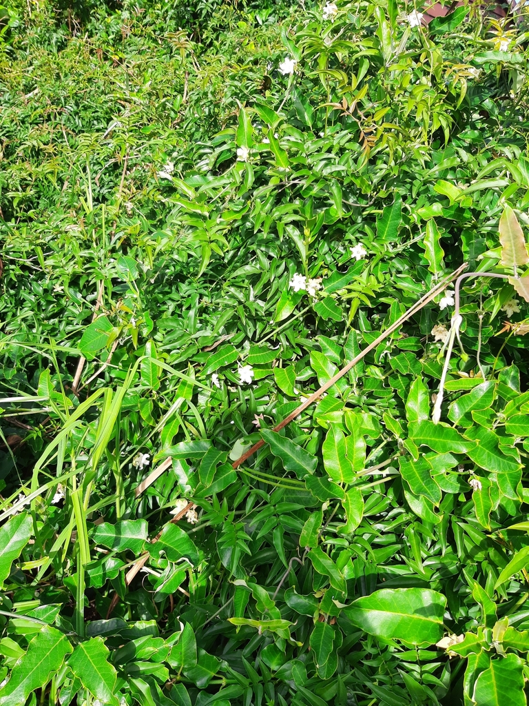 Moth Vine from Strandon, New Plymouth 4312, New Zealand on April 28 ...