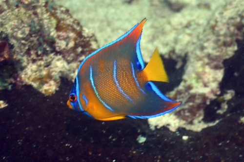 Queen Angelfish (Edible Saltwater Fish ( Reef )) · iNaturalist