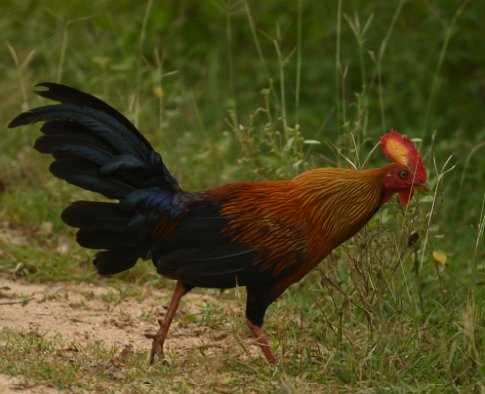 Gallus lafayetii Lesson, 1831