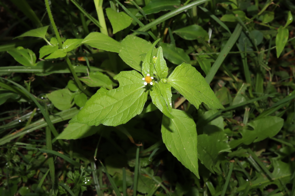 Gallant Soldier from Sydney NSW, Australia on April 28, 2023 at 10:14 ...