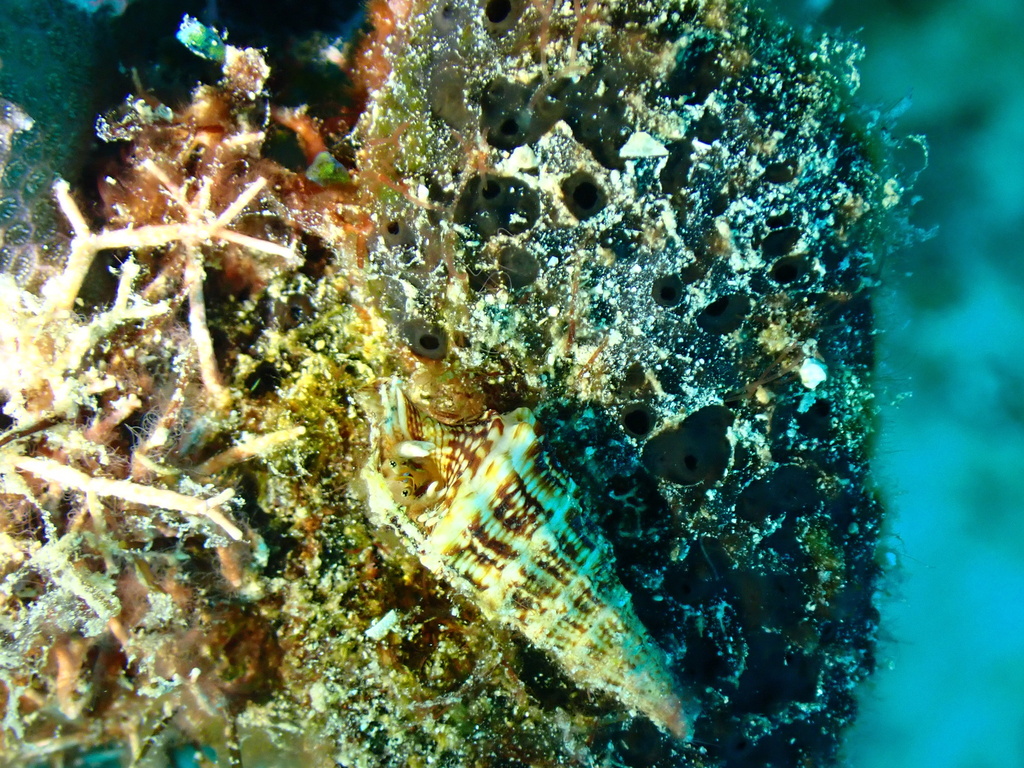 Cerith Snails from Kuata, Fiji on April 10, 2023 at 03:42 PM by Debra ...