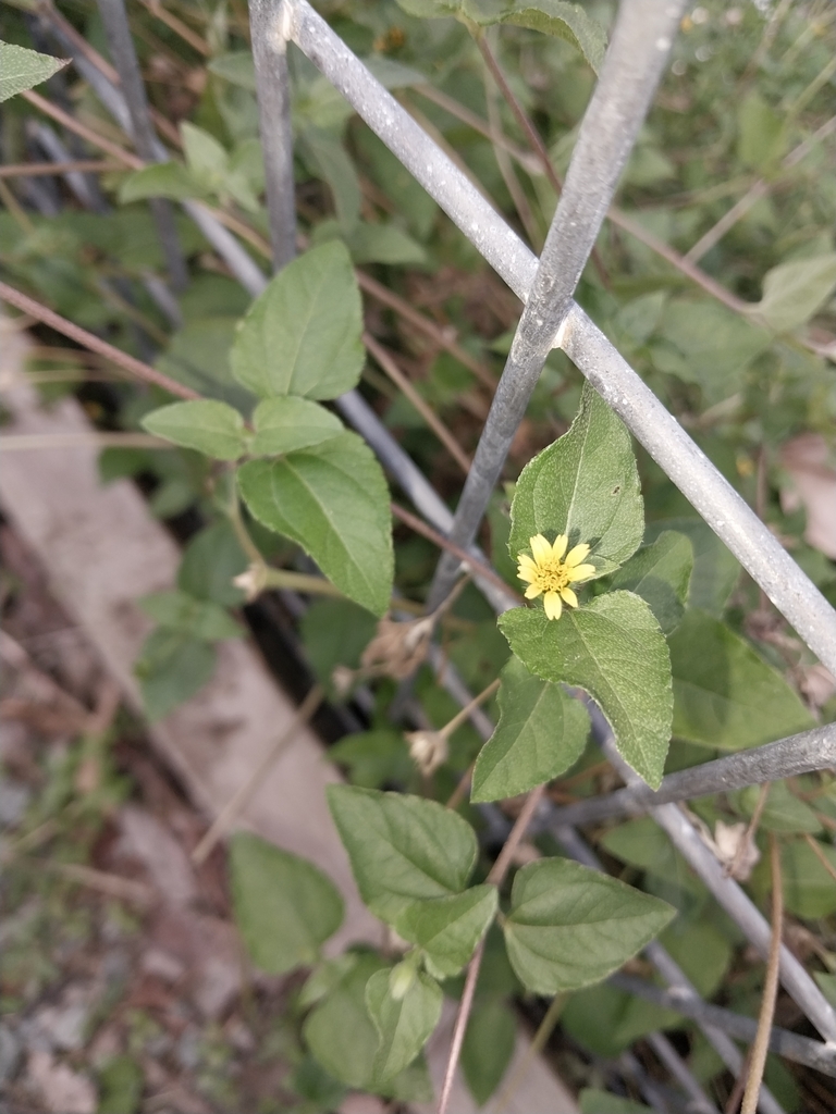 straggler daisy from QUT C Block, Kelvin Grove QLD 4059, Australia on ...