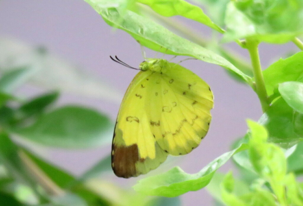 Three-spotted Grass Yellow from Panduranga Nagar, Bengaluru, Karnataka ...