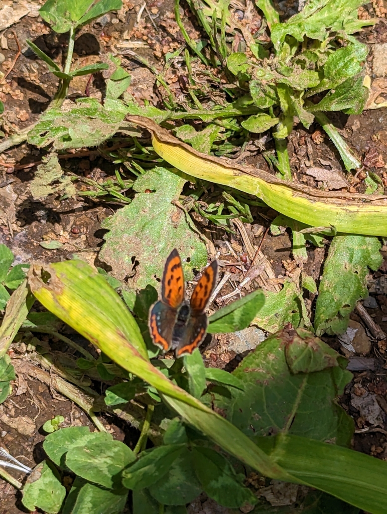 Small Copper from 1140-5 Azagawa, Fujikawaguchiko, Minamitsuru District ...