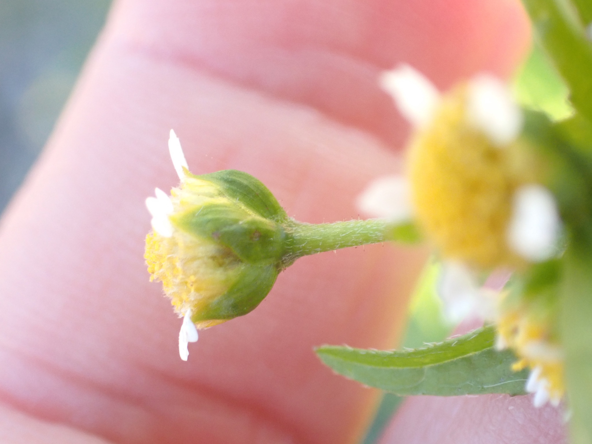 Galinsoga parviflora Cav.