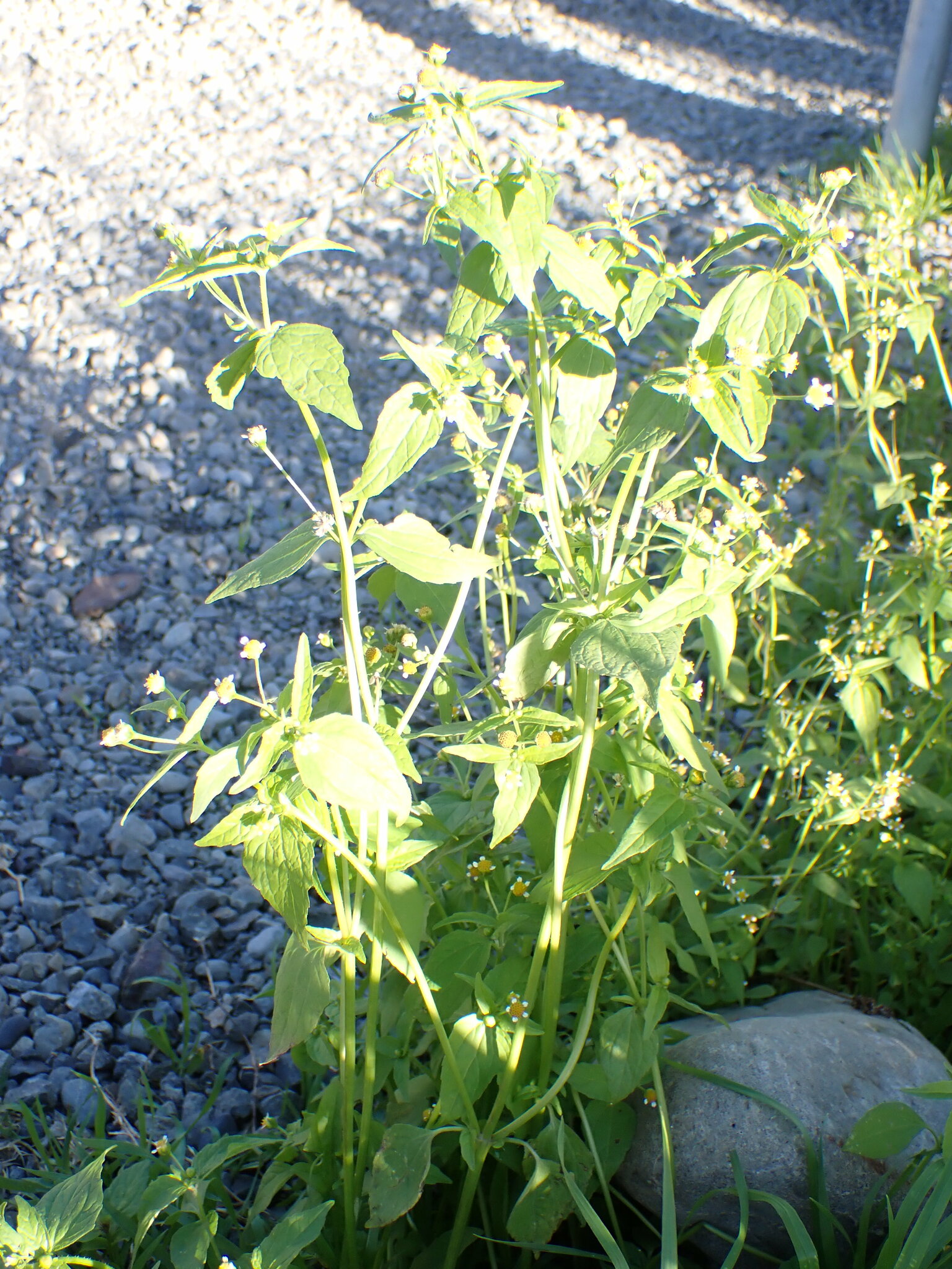 Galinsoga parviflora Cav.