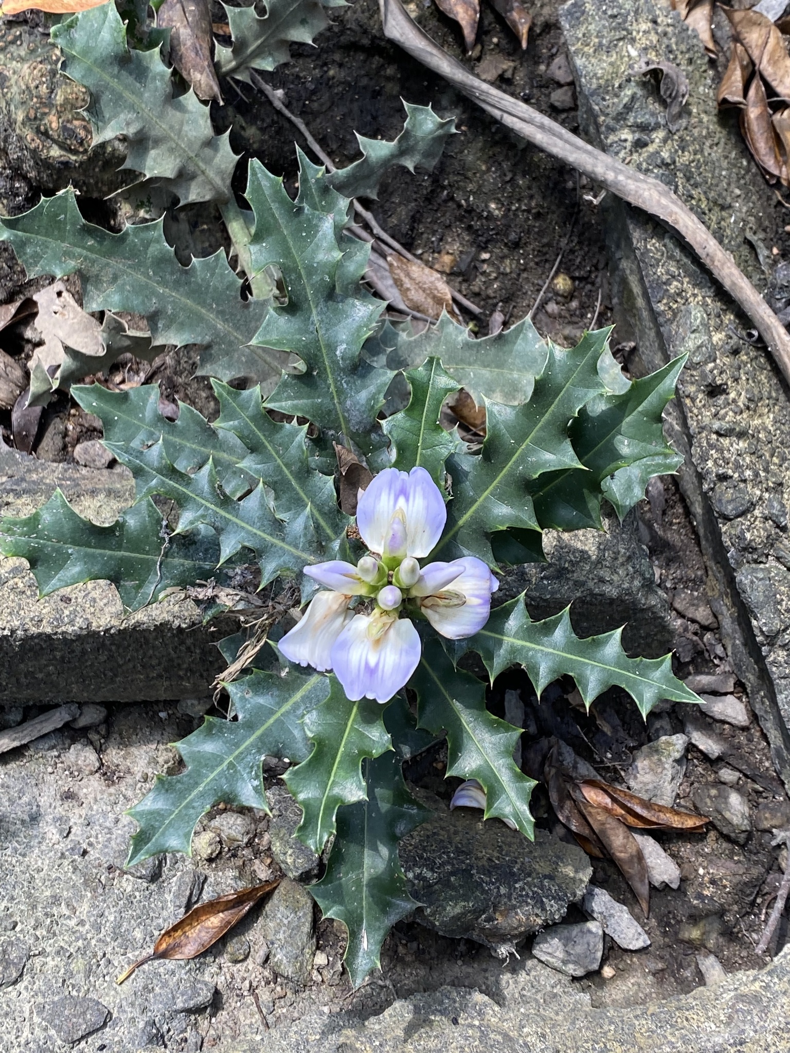 Acanthus ilicifolius L.