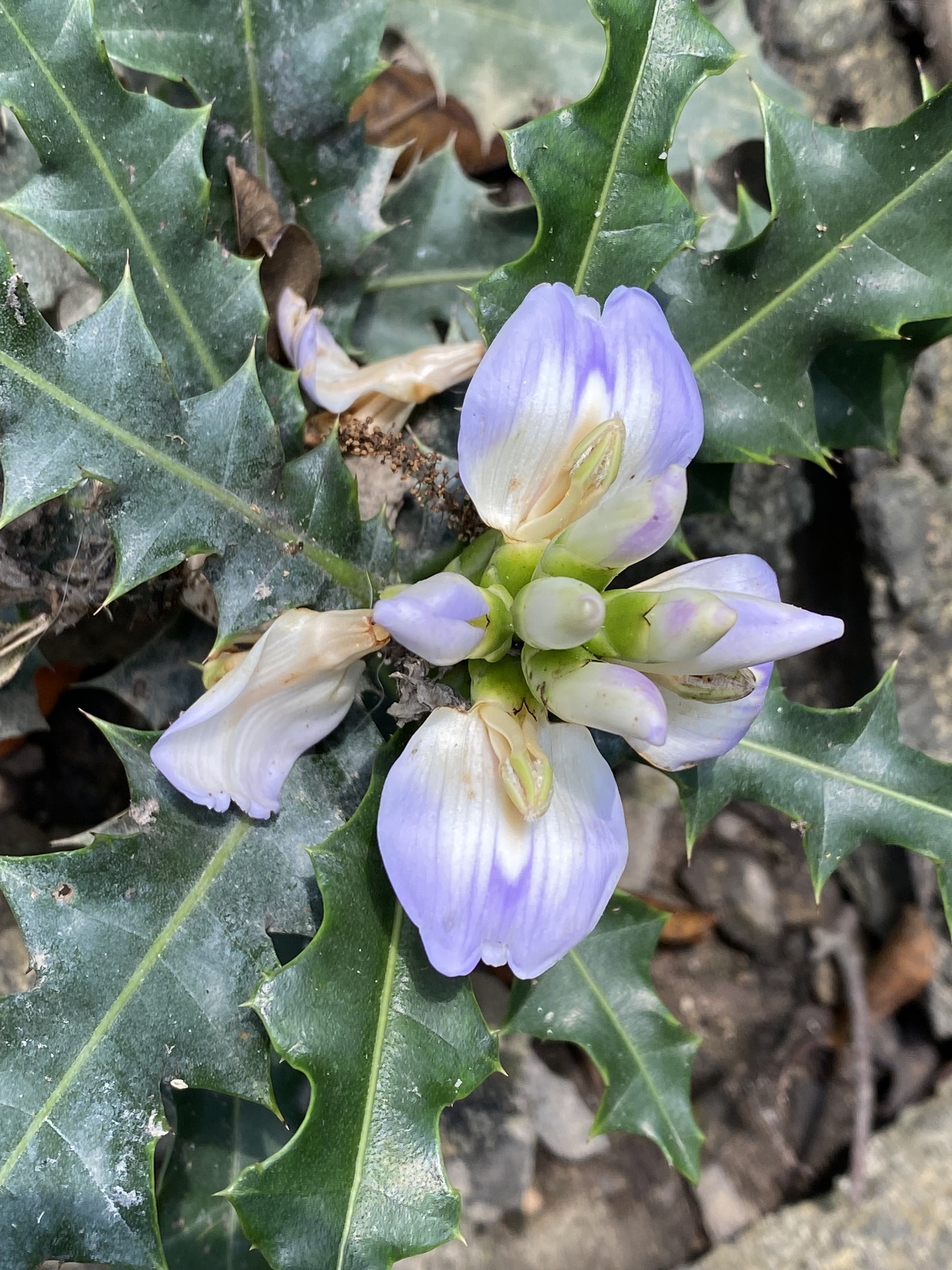Acanthus ilicifolius L.