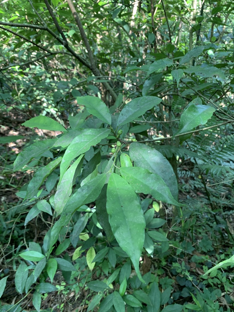 Ficus formosana from 中正區, TW on April 28, 2023 at 10:00 AM by jeanping ...