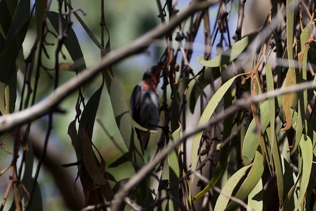 Mistletoebird from Woods Bushland Reserve, Tuerong VIC 3915, Australia on April 25, 2023 at 01: ...