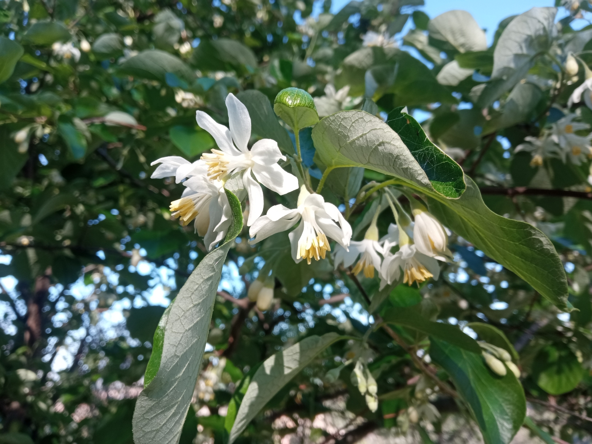 Styrax officinalis L.