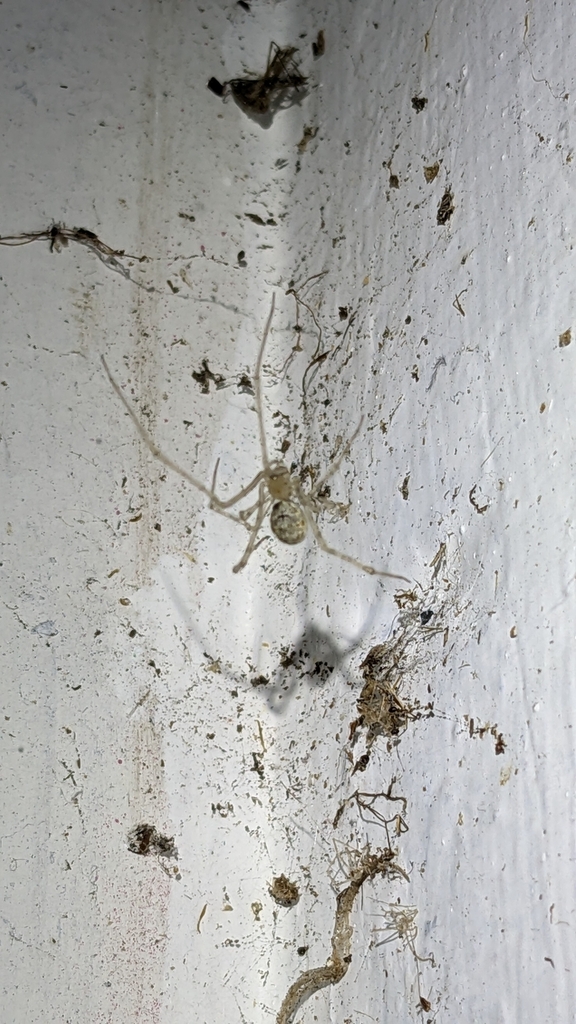 White porch spider from Botanic Garden - Glenmore Street (opposite ...