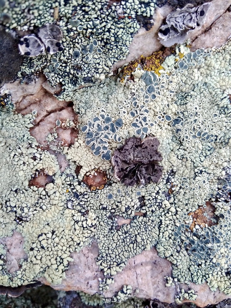 New Mexico Rim-lichen (Denver-Boulder Metro Area: Fungi, Lichen, Algae ...