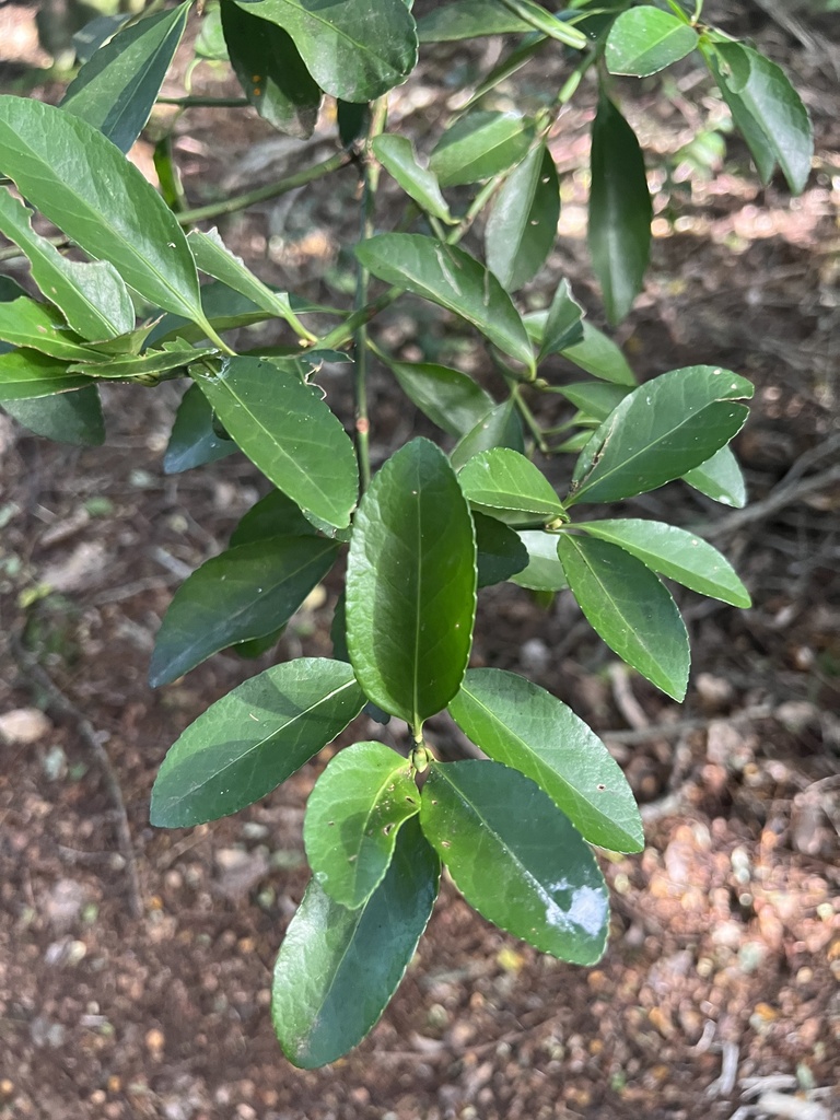 Japanese spindle tree from Barrett Domain, New Plymouth, Taranaki, NZ ...