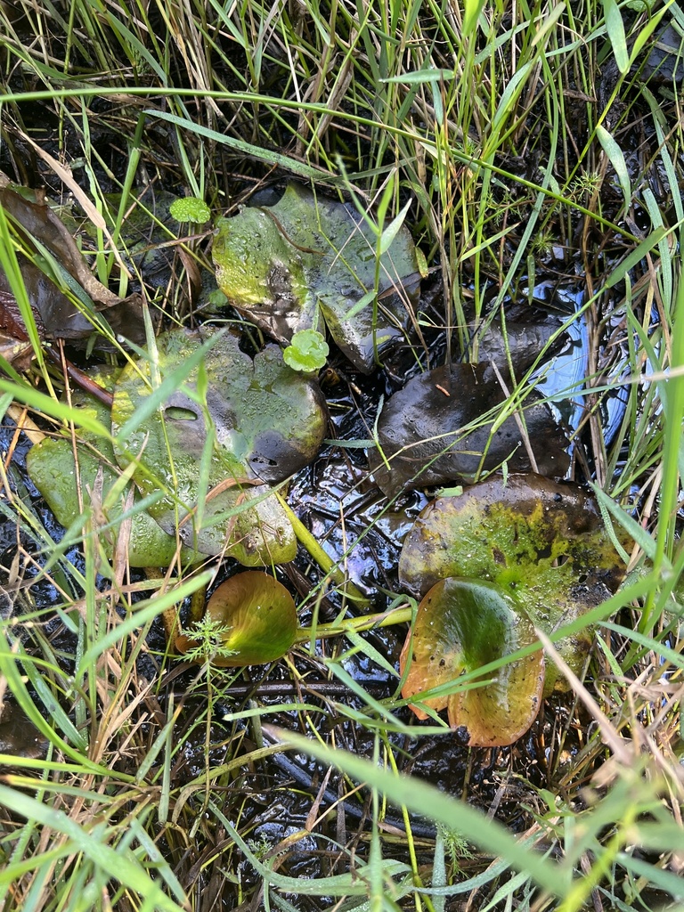 waterlilies from Barrett Domain, New Plymouth, Taranaki, NZ on April 28 ...