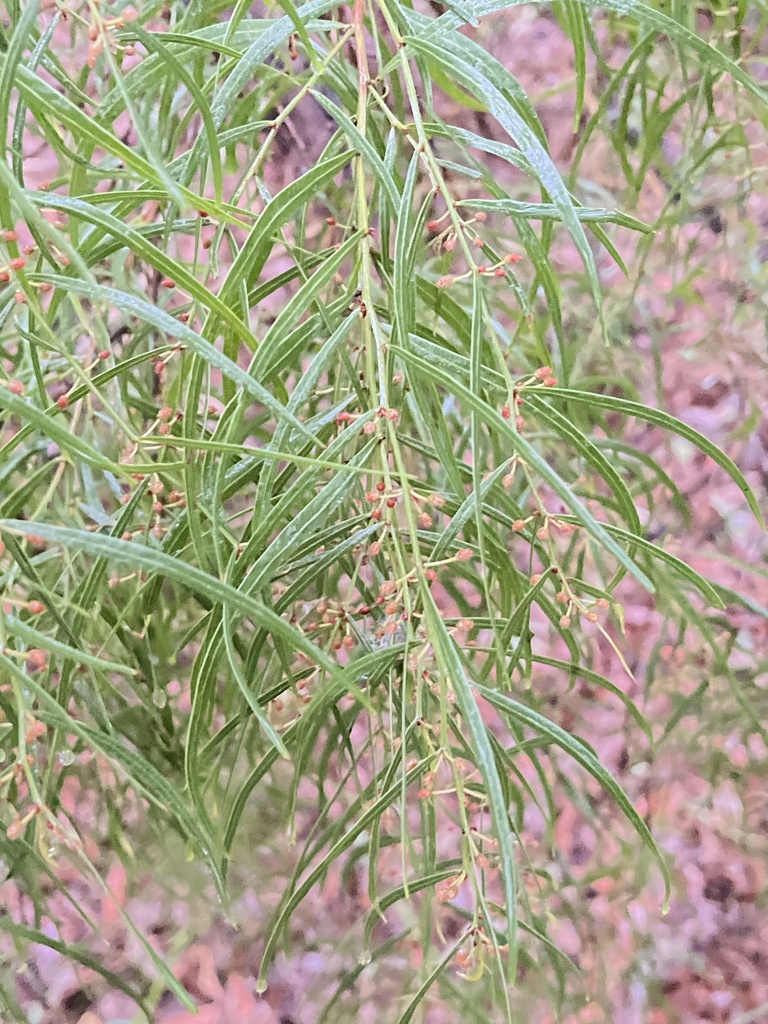 Varnish Wattle from Bruce St, Mount Waverley, VIC, AU on April 28, 2023 ...