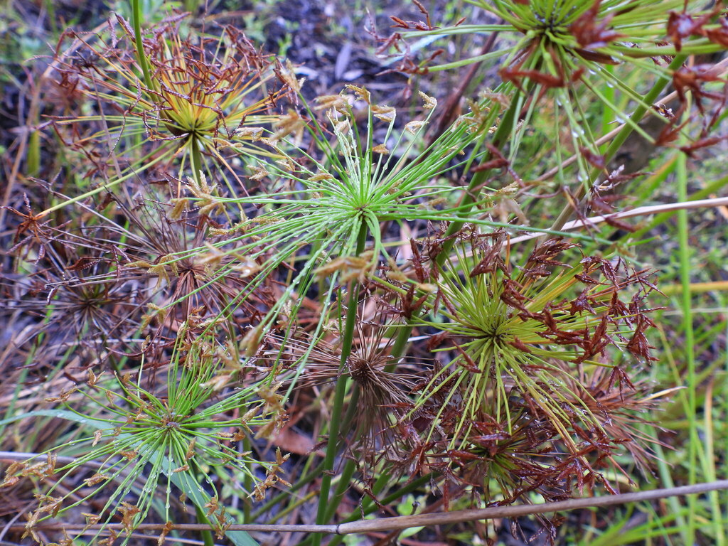 Dwarf Papyrus from Burbank QLD 4156, Australia on April 19, 2023 at 07: ...
