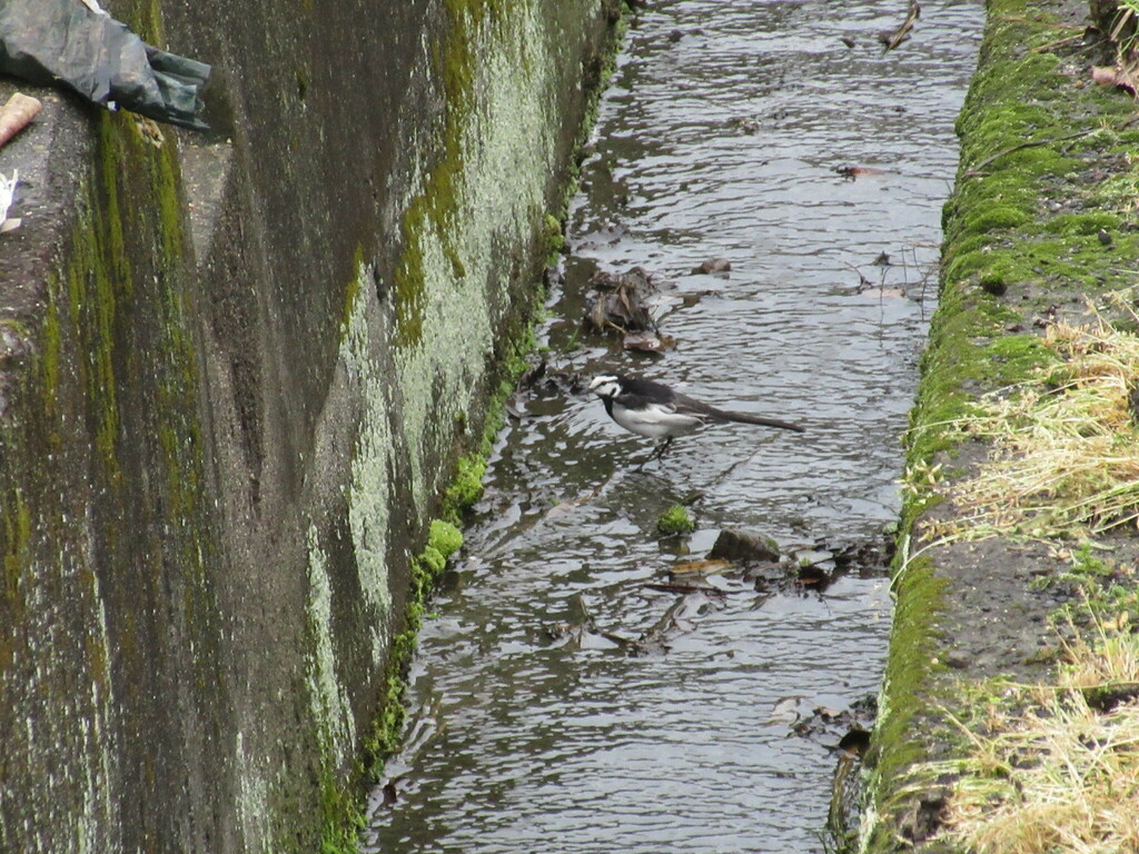 White Wagtail from Yashima Higashimachi, Takamatsu, Kagawa 761-0111 ...