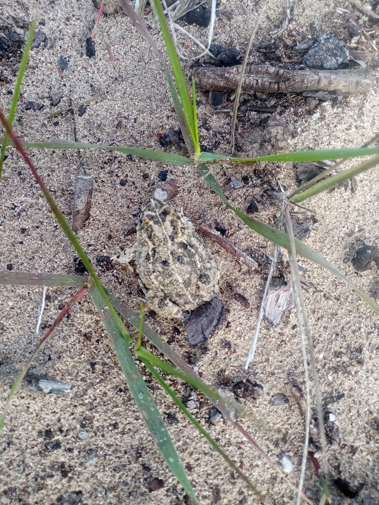 Cape sand frog from Elsiesrivier, South Africa on April 28, 2023 at 09: ...