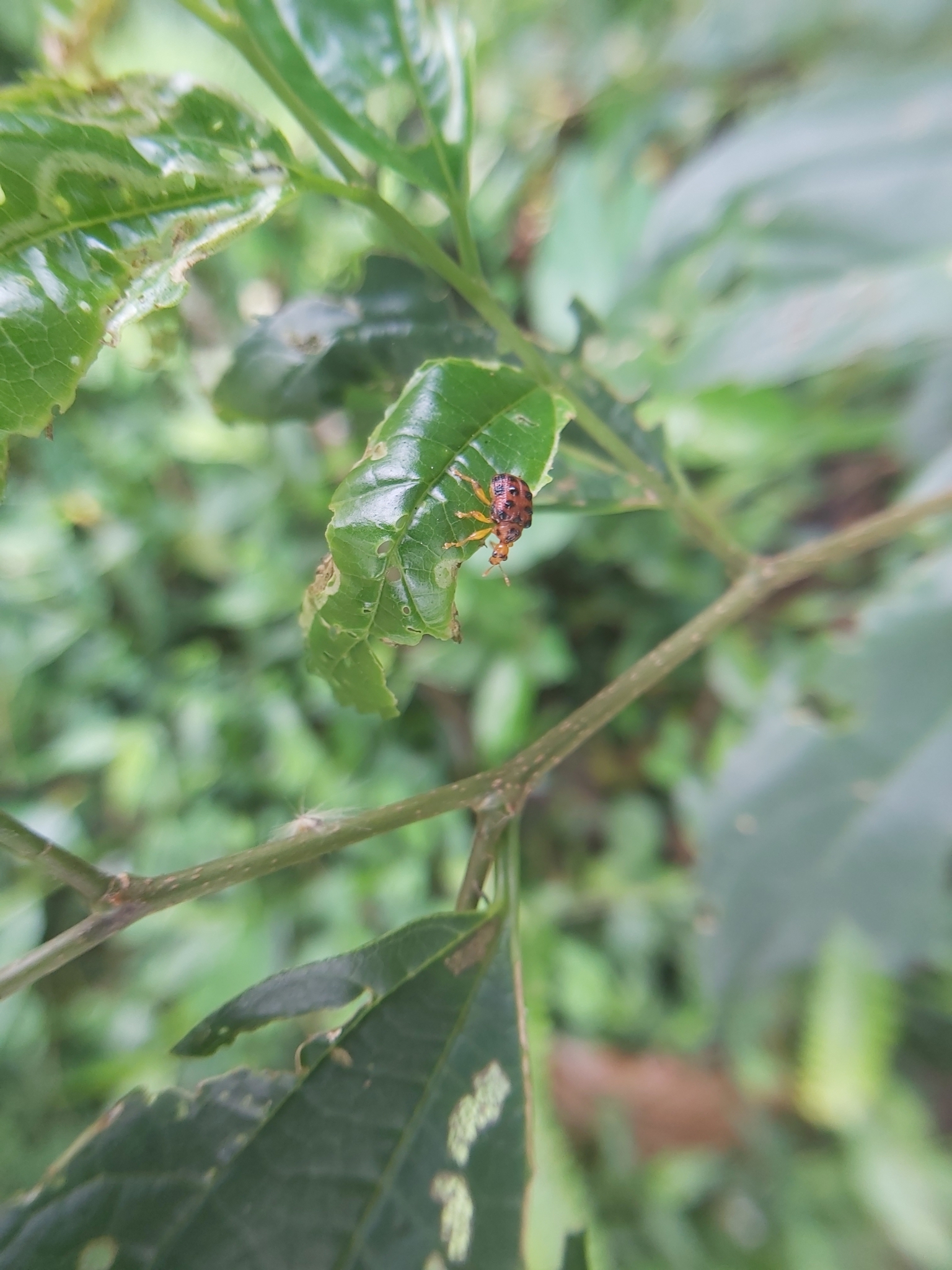 Agomadaranus pardaloides (Voss, 1924)