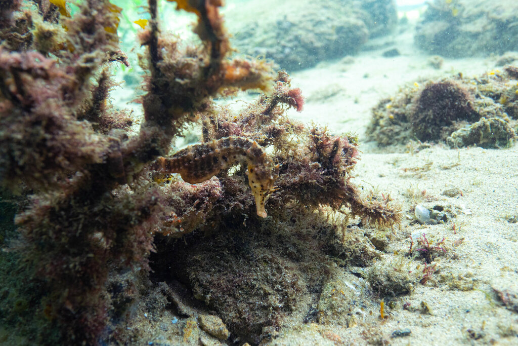 Bigbelly Seahorse from Narooma NSW 2546, Australia on April 10, 2023 at ...
