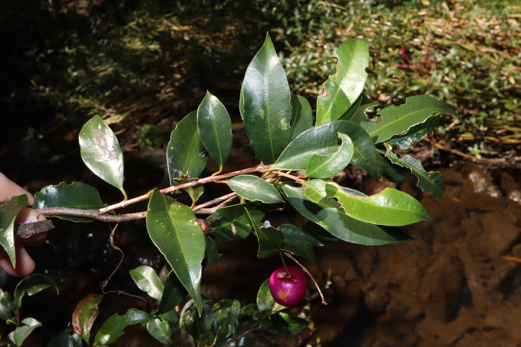 Waterberries from Sydney NSW, Australia on April 28, 2023 at 12:03 PM ...