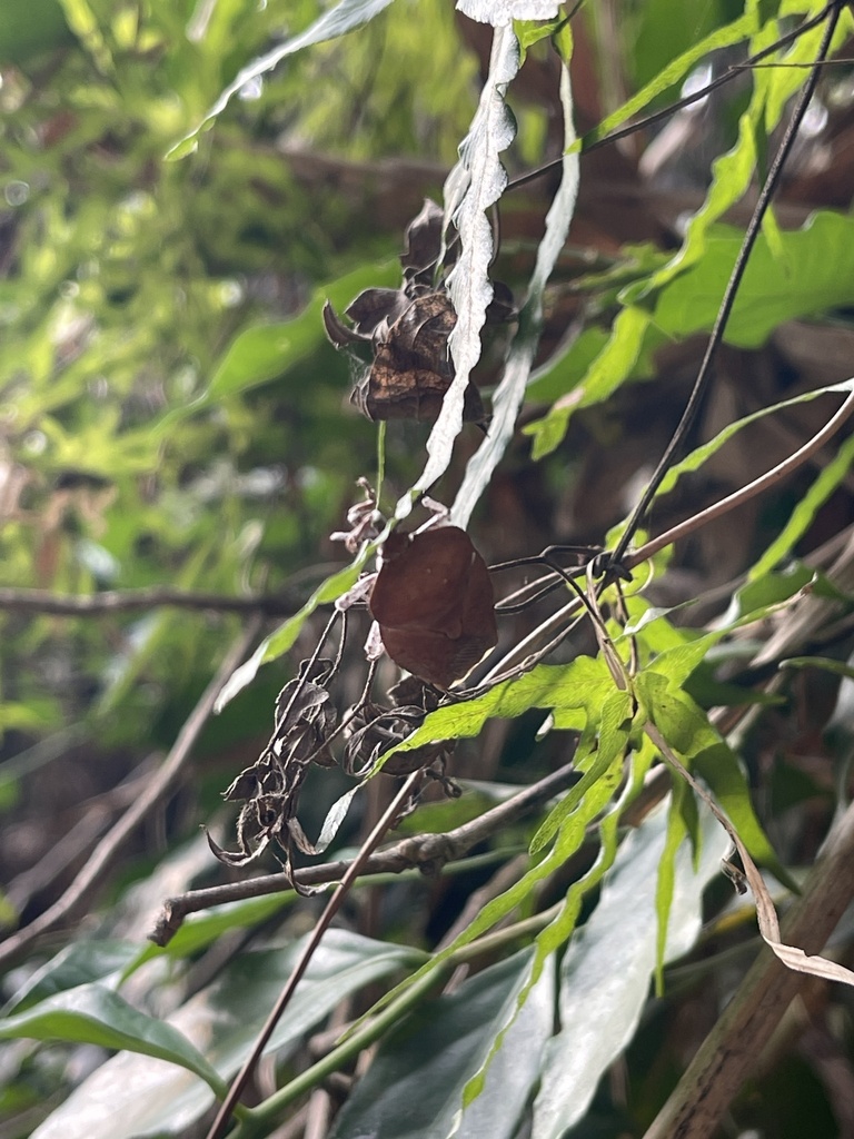 Lychee Stink Bug from 東區, TW on April 28, 2023 at 04:06 PM by ...