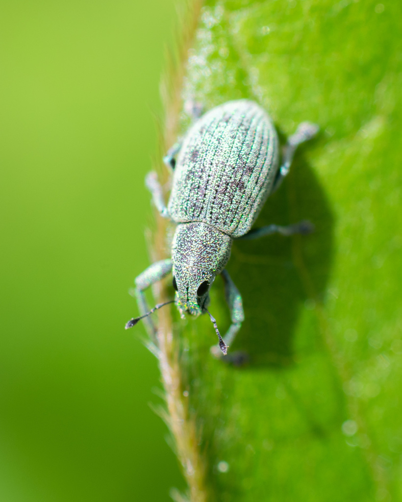 Eugnathus distinctus from Tama New Town, 6 Chome Sekido, Tama, Tokyo ...