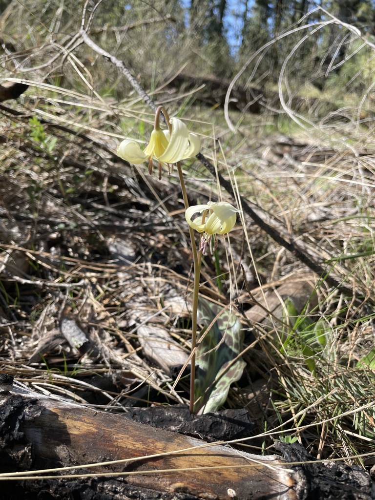 California Fawn Lily from Shasta-Trinity National Forest, Lewiston, CA ...