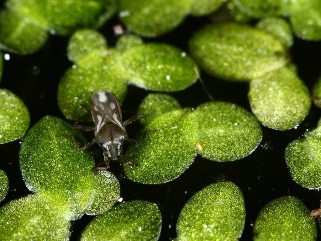 Microvelia from יהודה בורלא 1, ירושלים, ישראל on June 05, 2020 at 12:32 ...