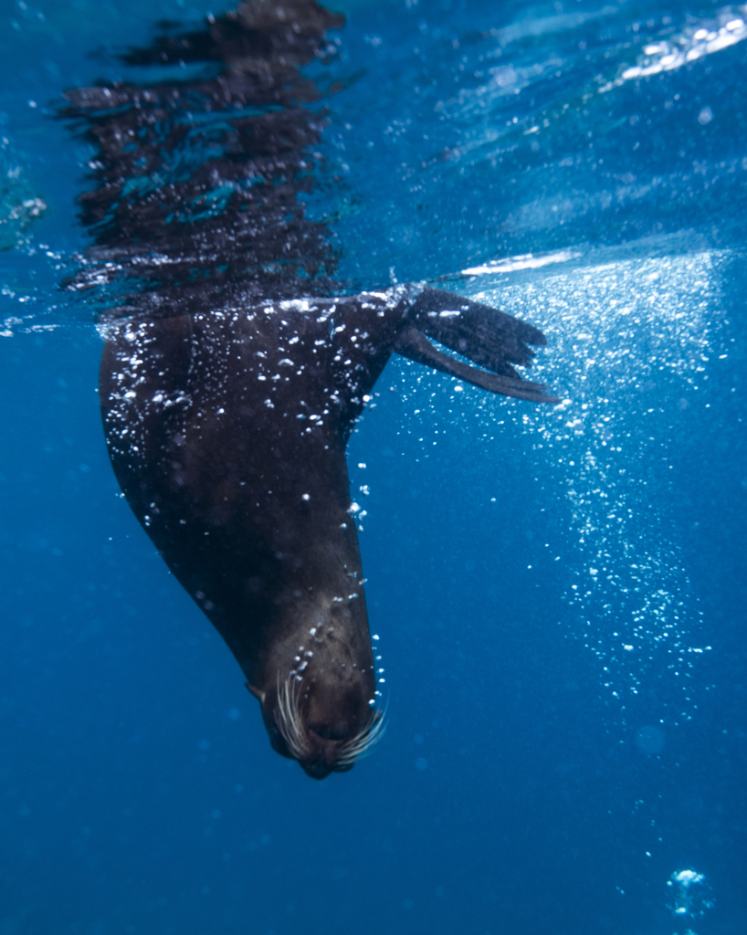 Australian Fur Seal from Narooma NSW 2546, Australia on December 27 ...