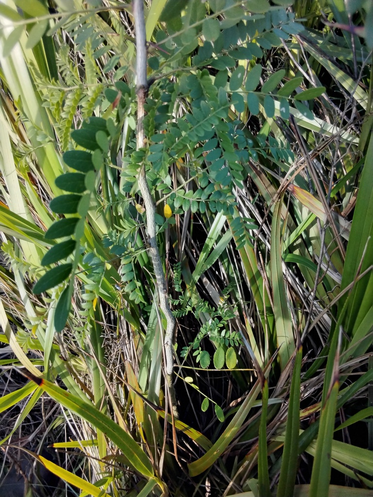 honey locust from Sydney NSW, Australia on April 28, 2023 at 02:18 PM ...