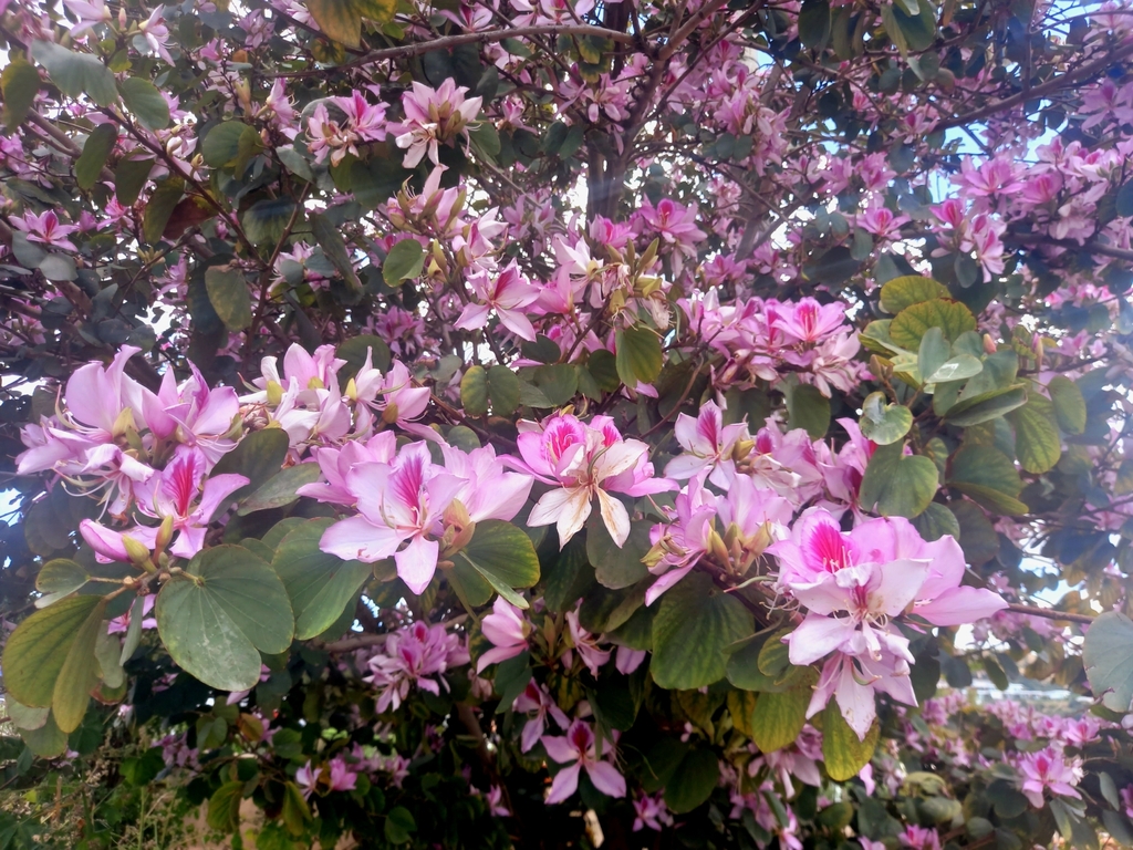 Orchid tree (Bauhinia variegata) - Botanical Realm