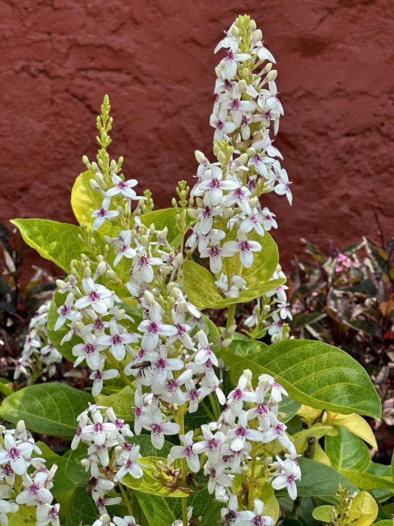 Yellow-Vein Eranthemum (Pseuderanthemum maculatum) - Botanical Realm