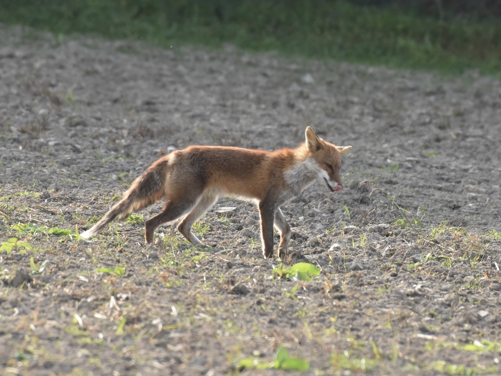 Japanese Red Fox in November 2021 by moto-frog · iNaturalist