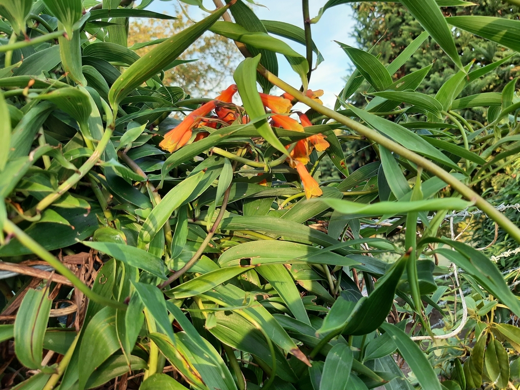 trailing lily from Brooklands, New Plymouth 4310, New Zealand on April ...