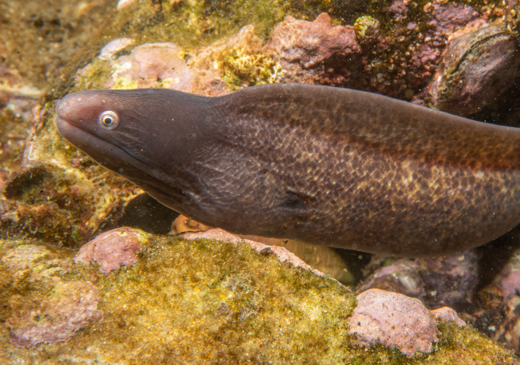 White-eyed Moray from "Camp Cove, Sydney, Australia" on April 08, 2023 ...