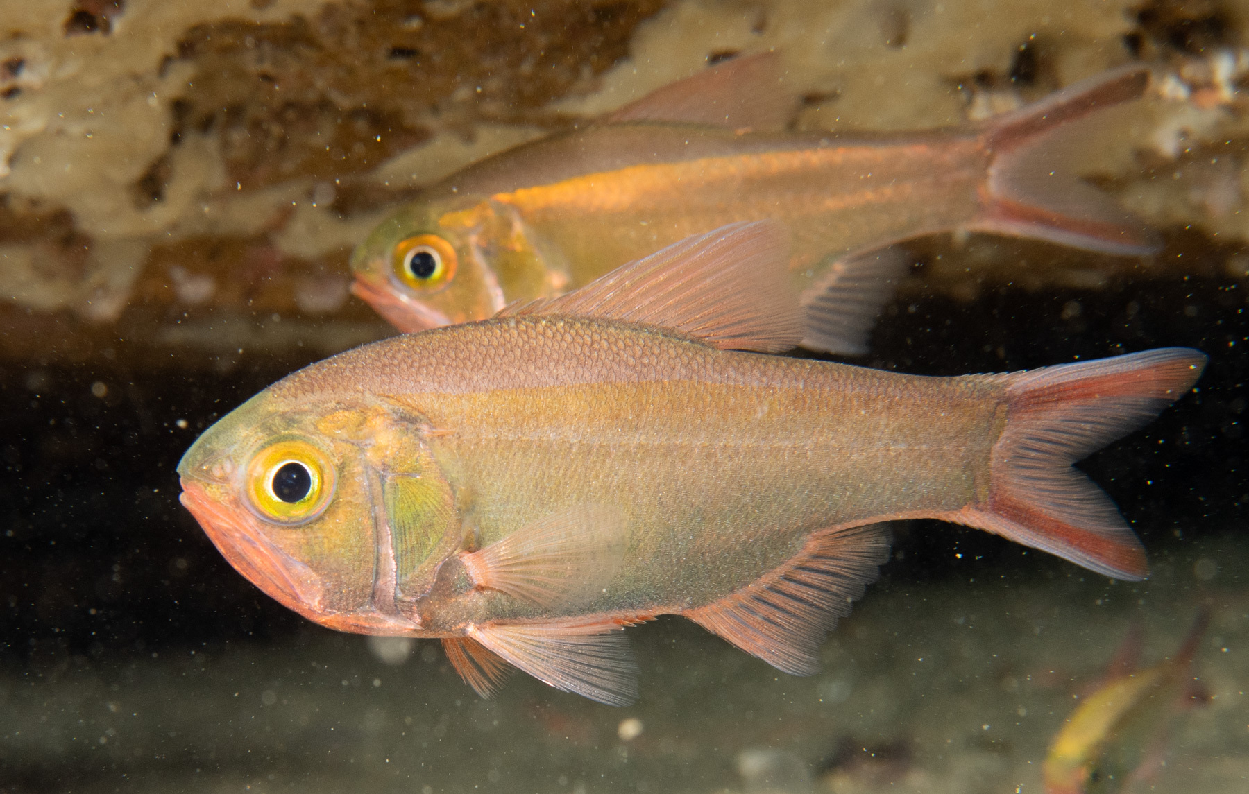 Optivus Whitley, 1947