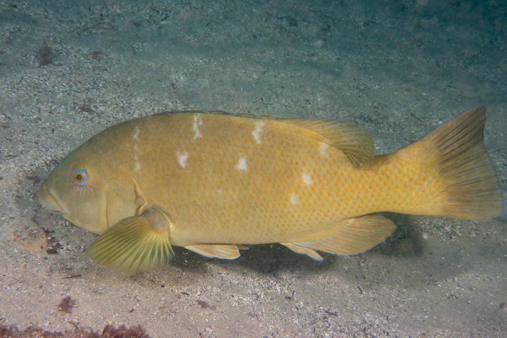 Eastern Blue Groper from "Shelly Beach, Manly, New South Wales ...