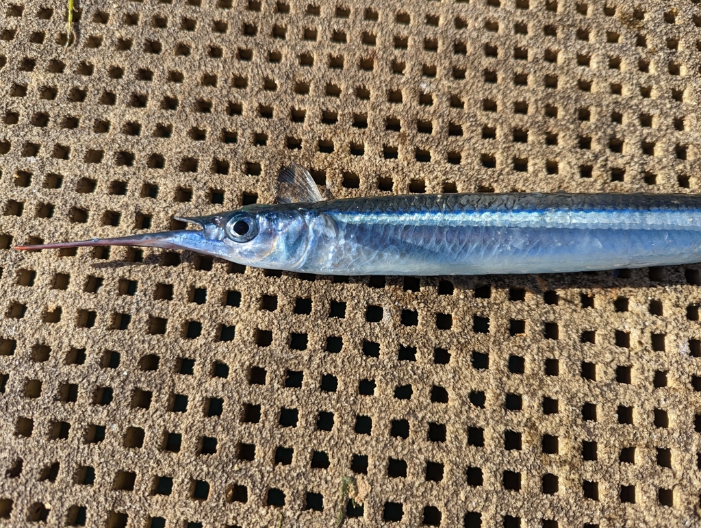 Halfbeaks from Rod Ct After Princeton Dr, Wannanup WA 6210, Australia ...